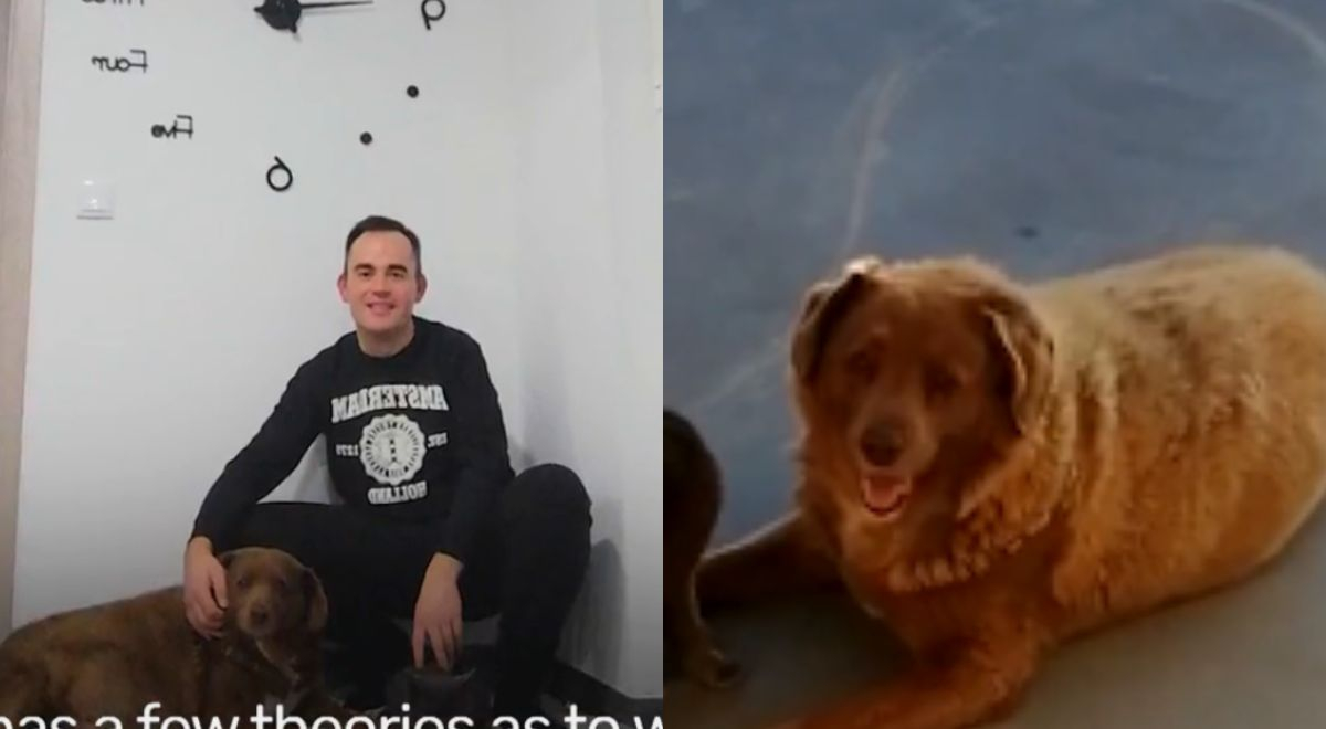 Twitter viral: Conoce la historia de bobi, el perro más longevo del ...