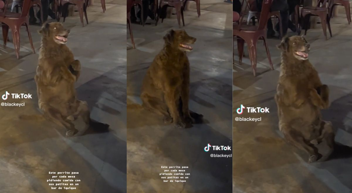TikTok viral: Perrito se gana el cariño de la gente cada vez que pide ...