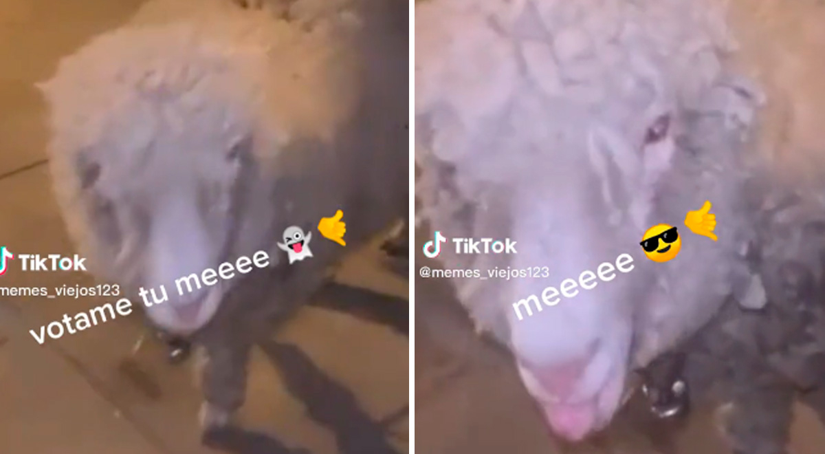 TikTok viral: Animan a la oveja “David” a soltar su "meee" y el ...
