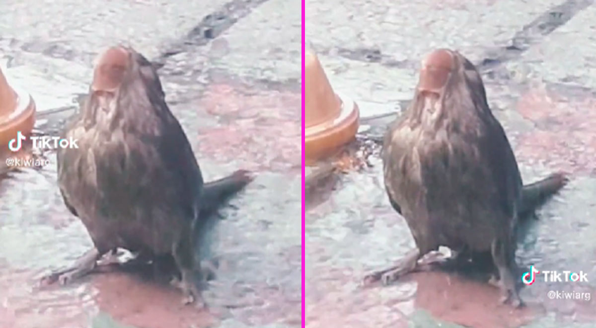 TikTok viral: Lorito bajo la lluvia protagoniza videoclip de 'Rosas' de ...