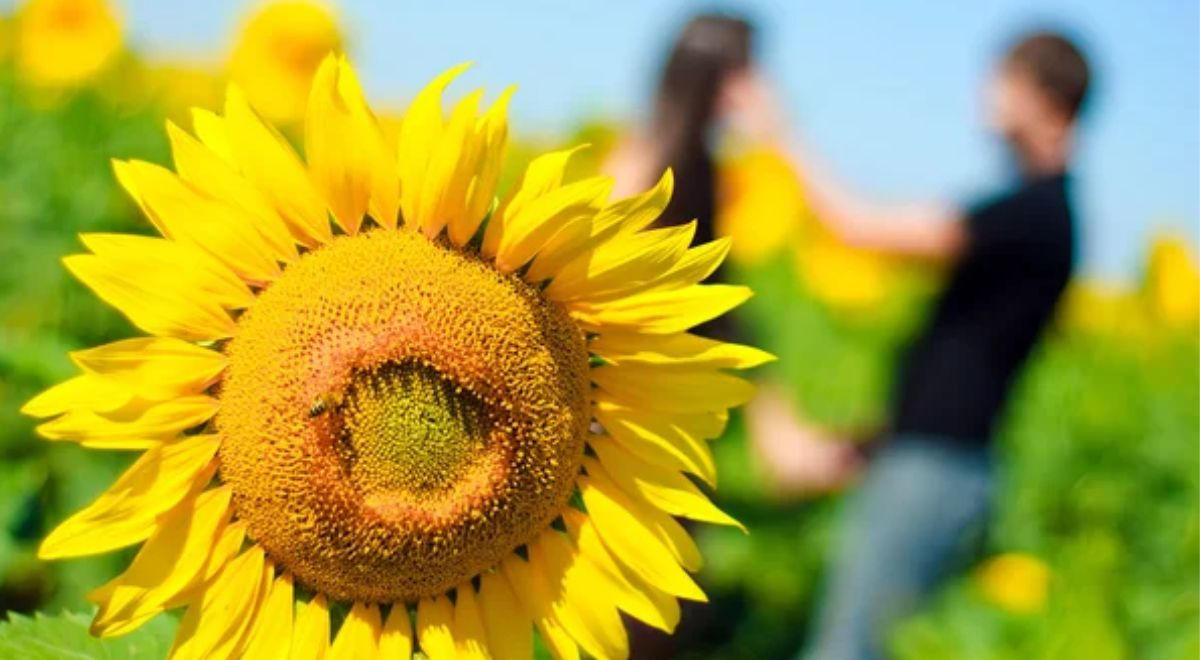 ¿Por qué se regalan flores amarillas cada 21 de marzo? Conoce cuál es el origen y qué significa ...