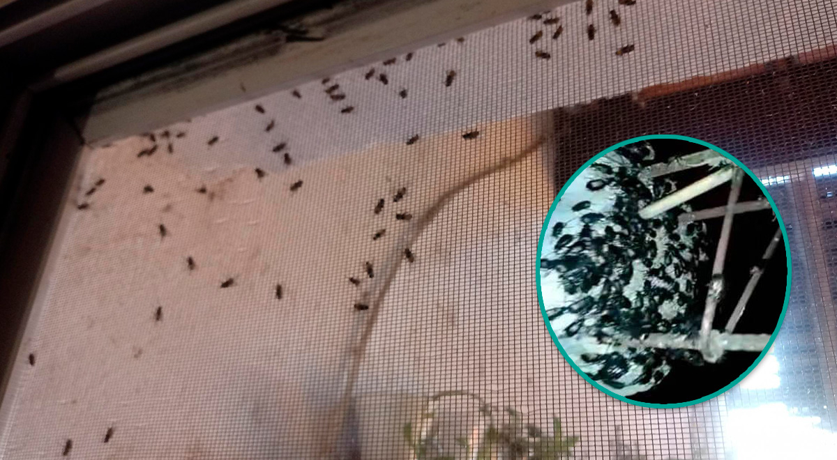 Áncash: Plaga de insectos atacan a pobladores tras lluvias torrenciales ...