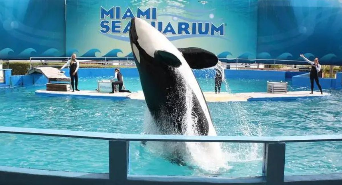 Estados Unidos: Lolita, la orca que estuvo cautiva más 50 años en un ...