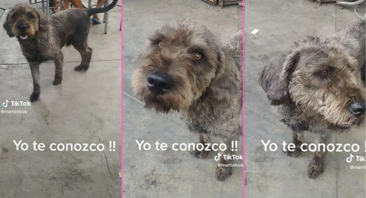 TikTok viral: joven capta al "perrito de El Narrador de Cuentos" pidiendo comida en la calle y ...