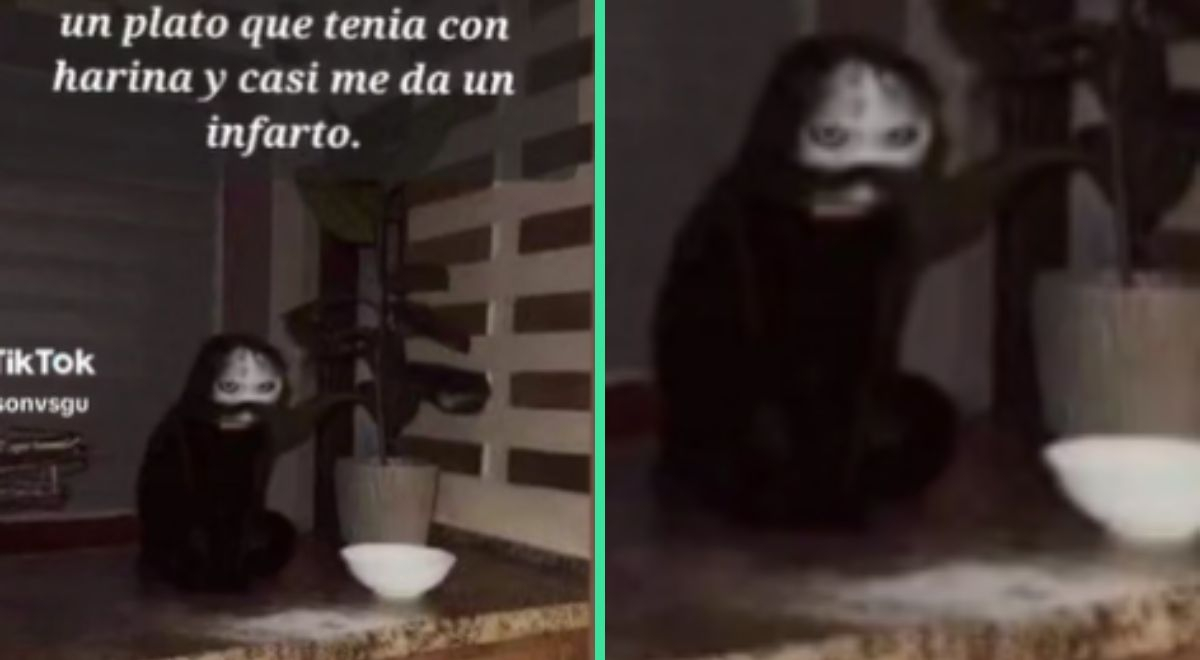 TikTok viral: Gato mete su cara en un plato de harina y casi provoca un ...
