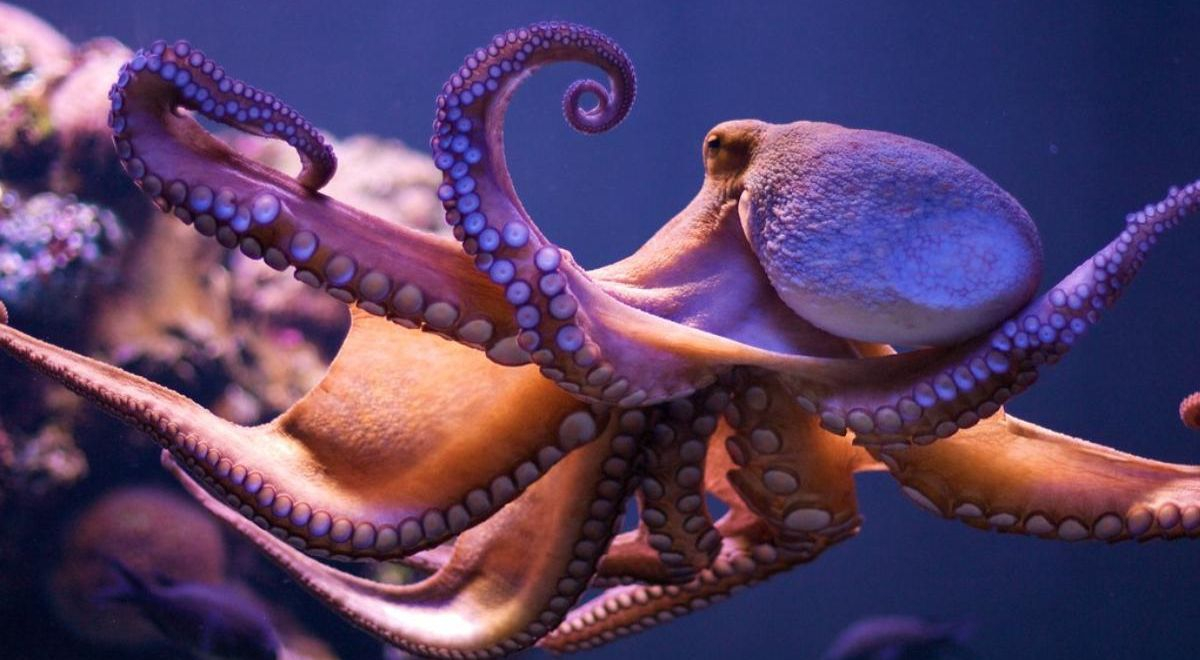 ¿Por qué los pulpos hembra y macho se suicidan luego de aparearse ...