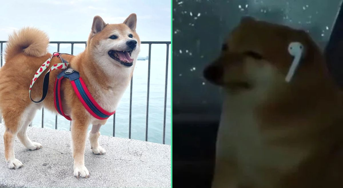 Instagram viral: El perrito de memes ‘Chems’ se encuentra nuevamente ...