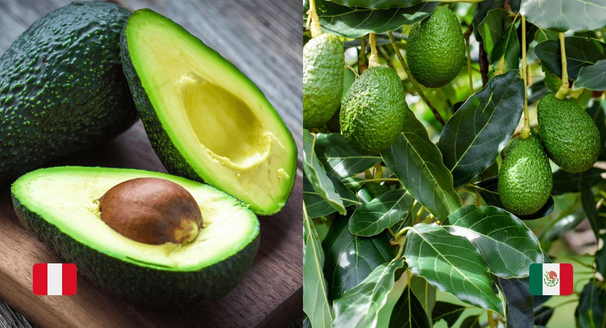 ¿Palta o aguacate, cómo se dice según el ChatGPT? | El Popular