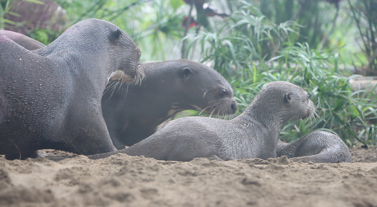 ¡Buena noticia! Dos crías de lobos de río nacieron en el Parque de las ...