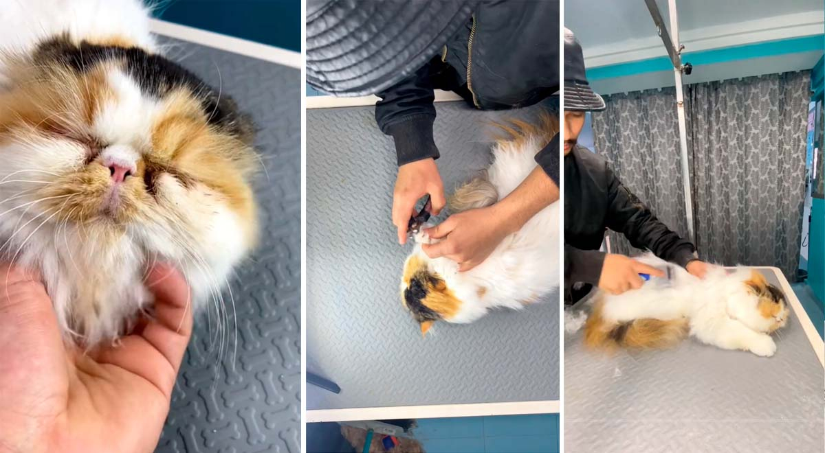 TikTok viral: El curioso caso de Coco, la gata que no despierta durante ...