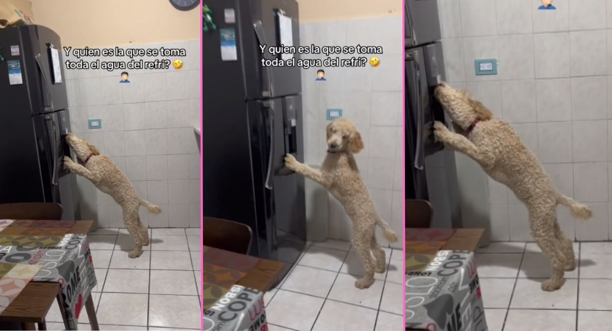 TikTok viral: joven capta a su perrito tomando agua de la refrigeradora ...