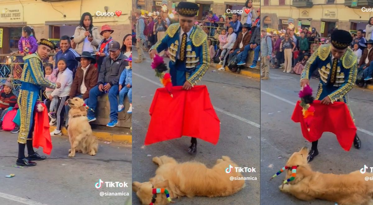 TikTok viral: Perro se cree un toro en desfile canino y causa la ...