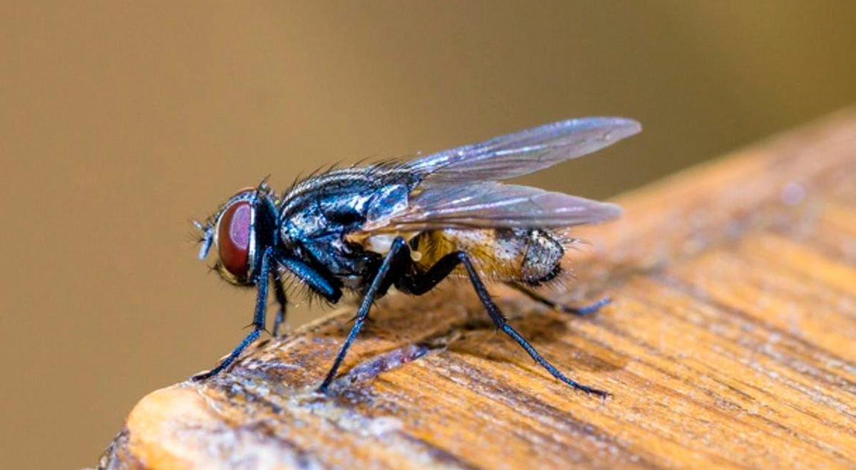 La planta que te permitirá ahuyentar a las moscas del hogar de una vez ...