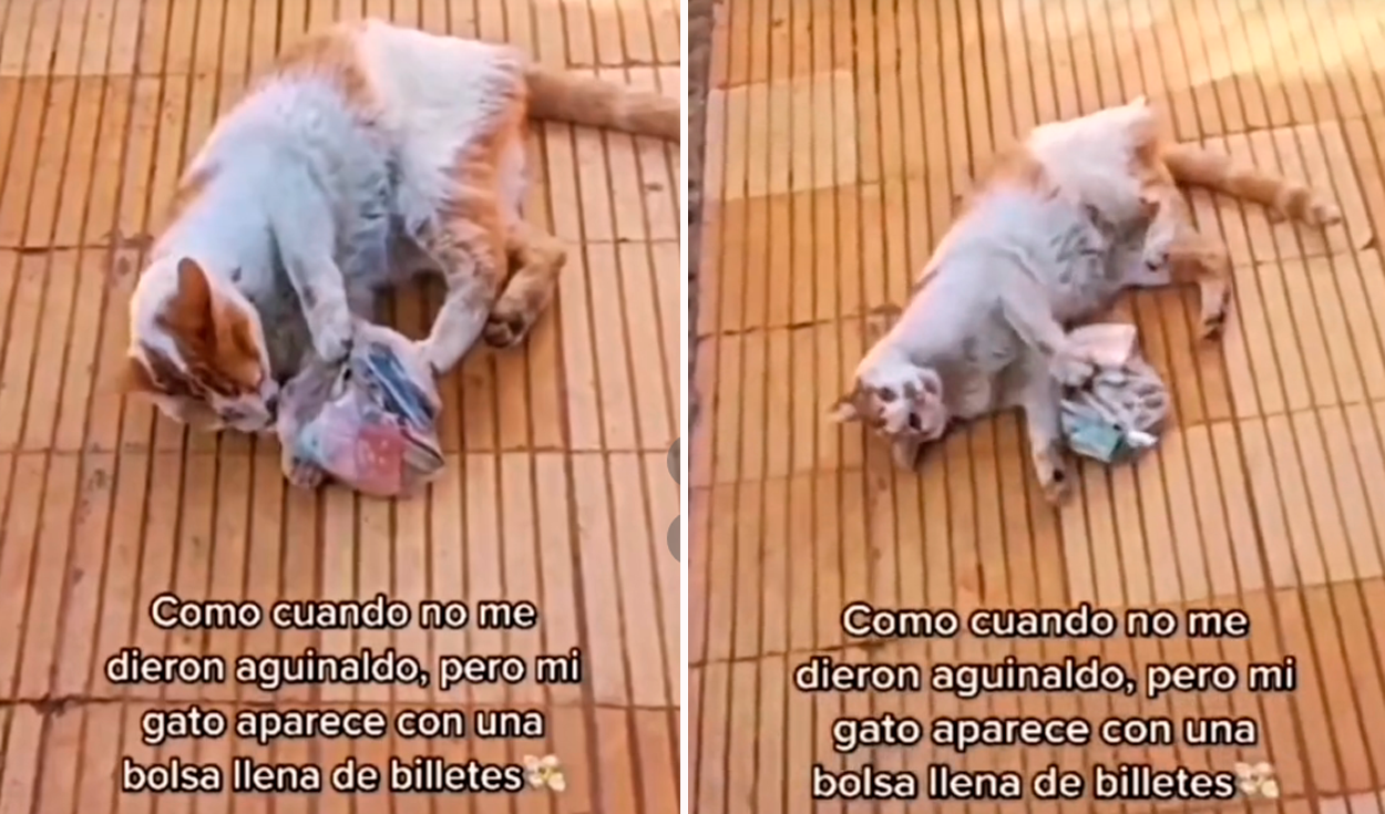 Gatito lleva bolsa de billetes a su casa y se vacilan con peculiar ...