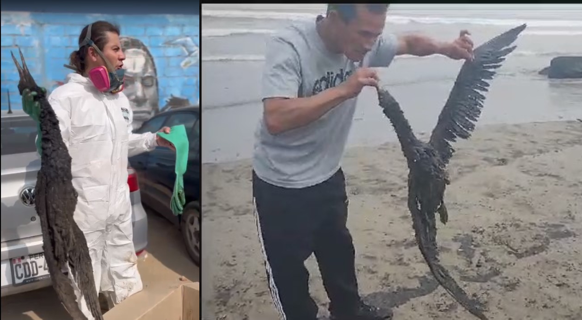 Repsol: aves muertas en nuevo derrame de petróleo en playas de Ventanilla | El Popular