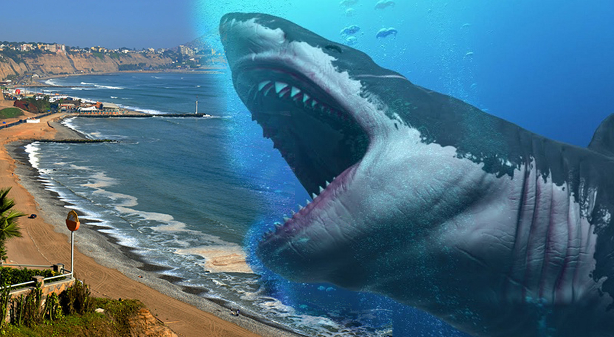Megalodón en Perú: así fue el tiburón que habitó en las costas del país ...
