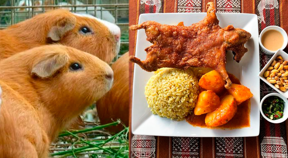 Por qué el cuy sería uno de los platillos más caros en los restaurantes ...