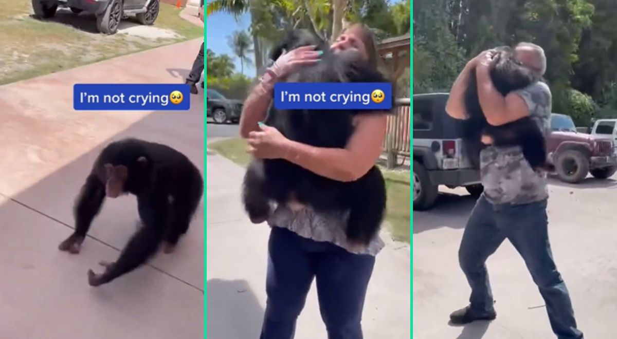 TikTok viral | Chimpancé protagoniza emotivo reencuentro con sus ex cuidadores y escena hace ...