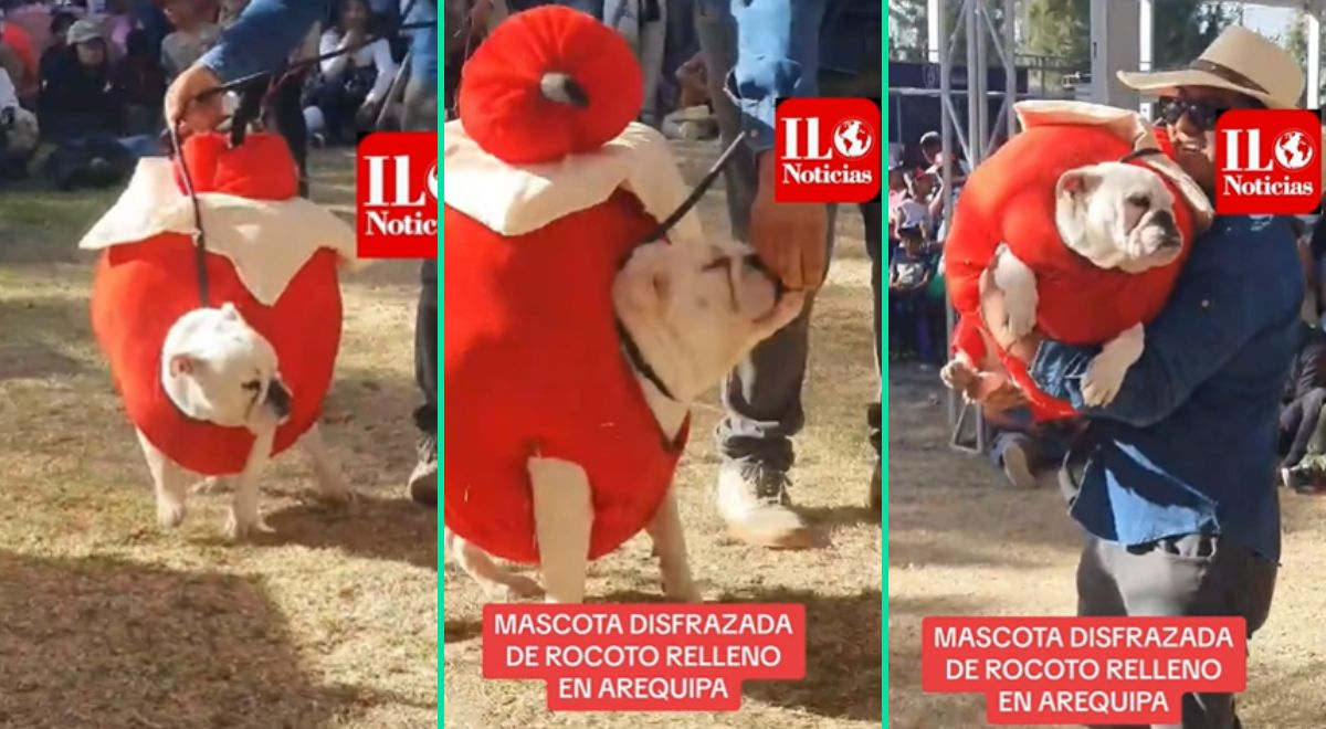 TikTok viral | Perrito disfrazado de Rocoto Relleno causa sensación en ...