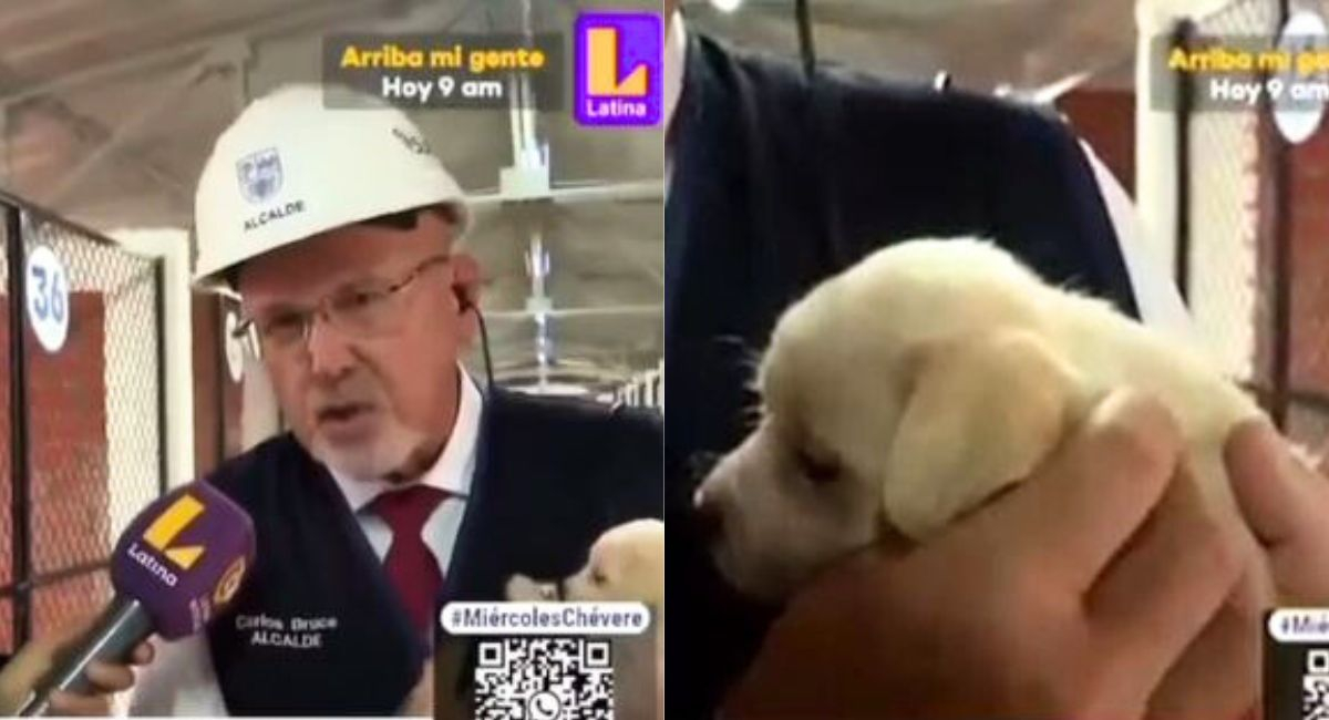 Carlos Bruce, alcalde de Surco, es vomitado EN VIVO por cachorrito ...