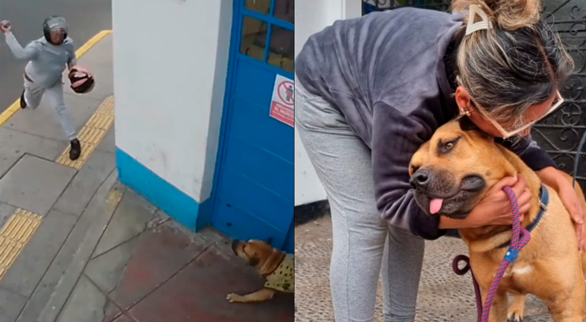 Perro apedreado en el Callao fue adoptado por una mujer conmovida por ...
