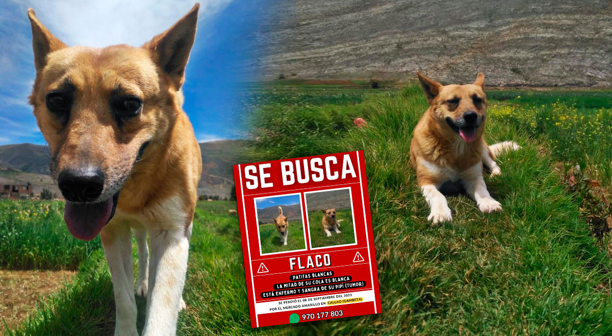 Callao: perrito con cáncer viaja desde Huancayo a Lima para iniciar ...