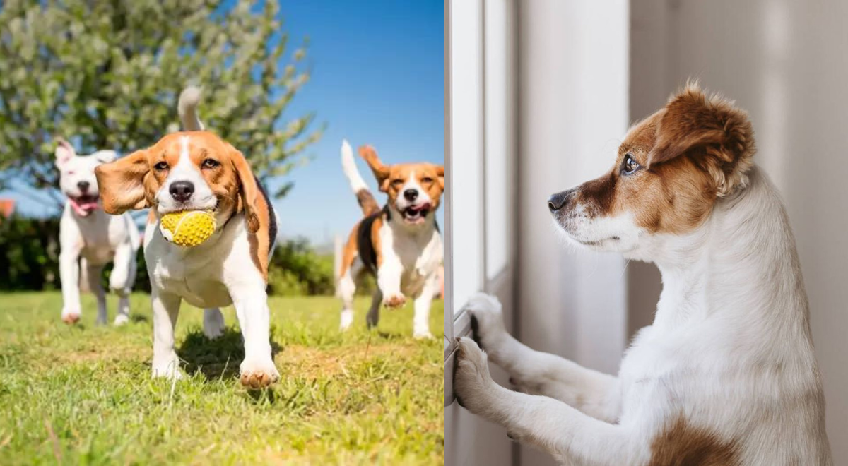 Mascotas: Conoce las señales de ansiedad en tu perro | El Popular