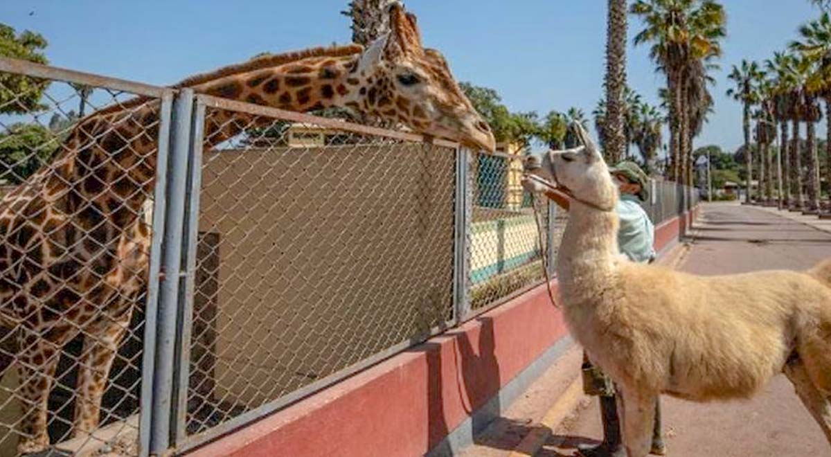 Huachipa: ¿Cuándo se inaugurará el nuevo Parque de las Leyendas en Lima? AQUÍ los detalles ...