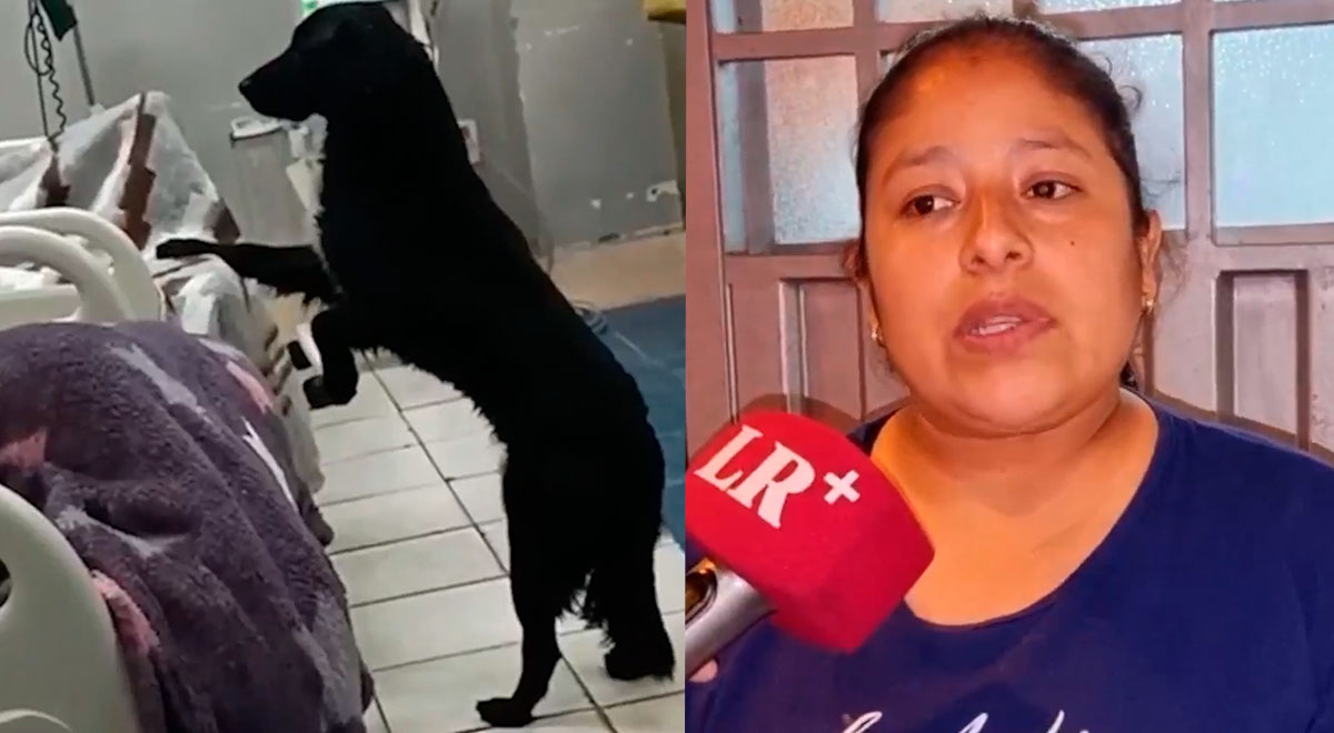 Callao: nueva dueña de Firulais revela que dueño desahuciado abandonó ...