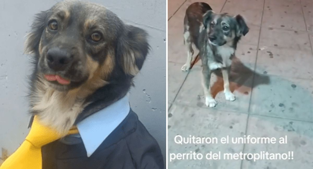 Tiktok Viral Perrito Del Metropolitano Que Se Volvió Viral Fue Hallado