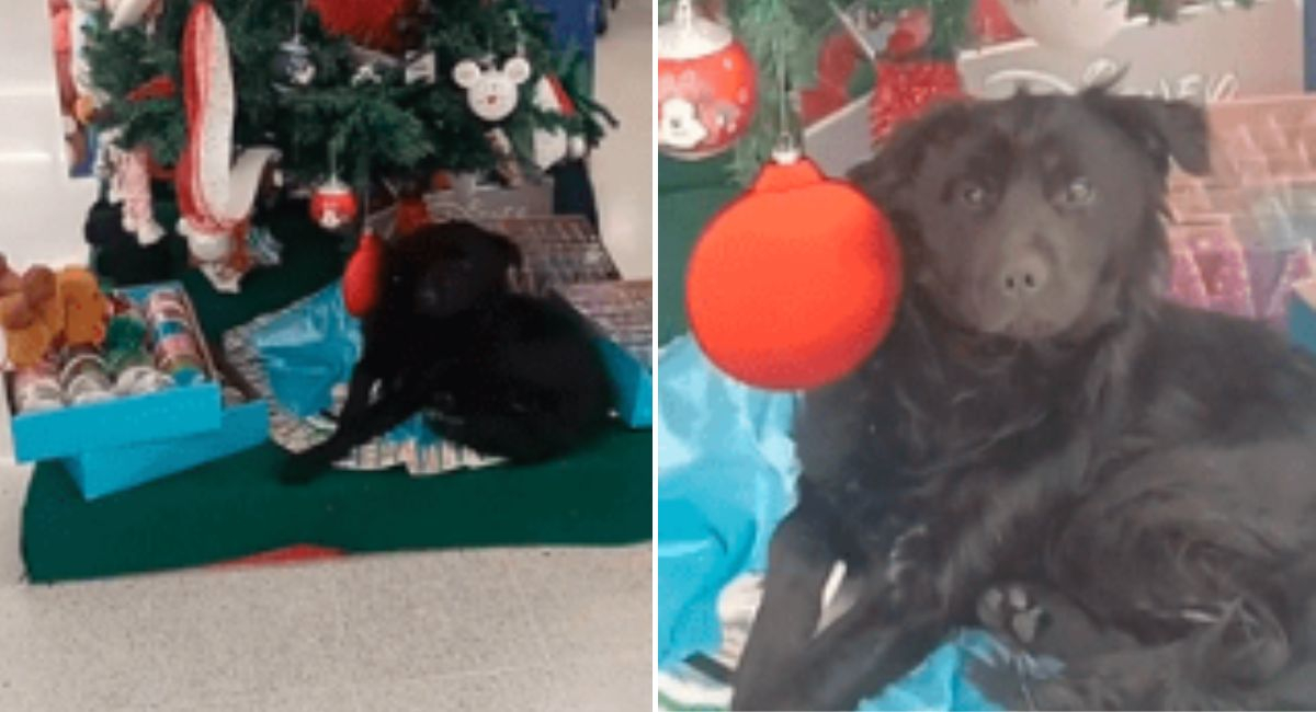 TikTok viral: graban a perrito junto al árbol de Navidad en un ...