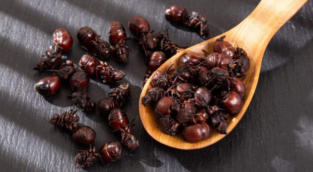 Hormigas culonas: ¿Por qué se deben consumir y cuáles son sus ...