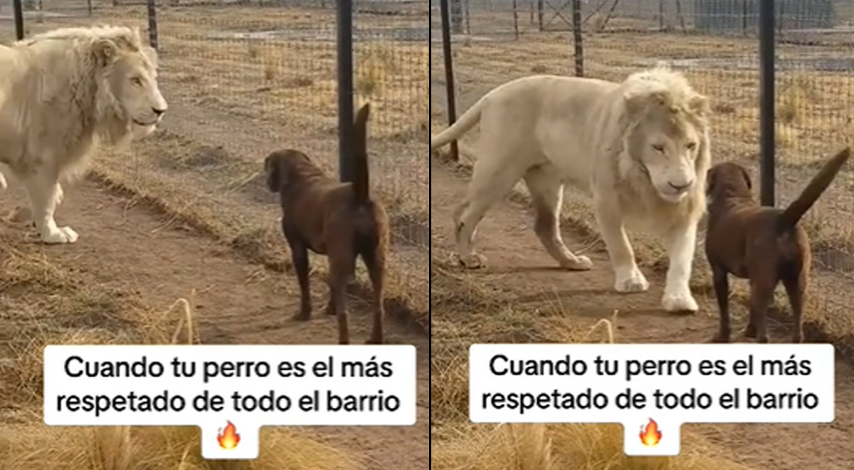 TikTok viral: La vez que un león se encuentra frente a un perro y besa ...