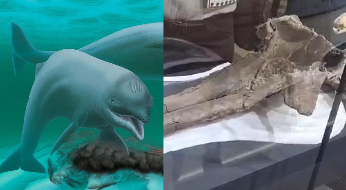 UNMSM: Descubren fósiles del delfín prehistórico más grande de la ...