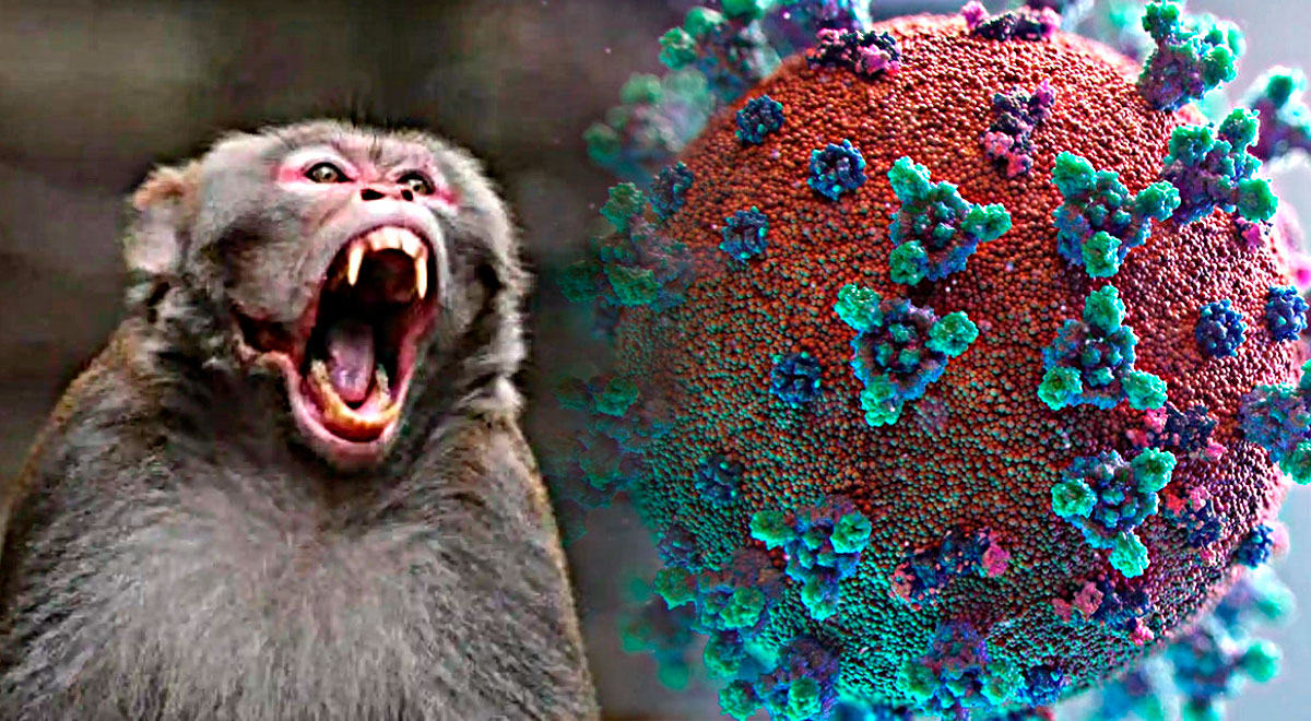 Virus b en Hong Kong: qué es, síntomas, formas de contagio y más ...