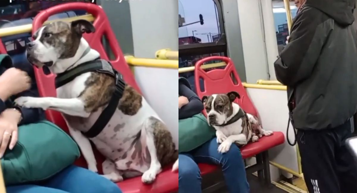 X viral: Perrito enternece al ocupar un asiento en bus, pero critican ...