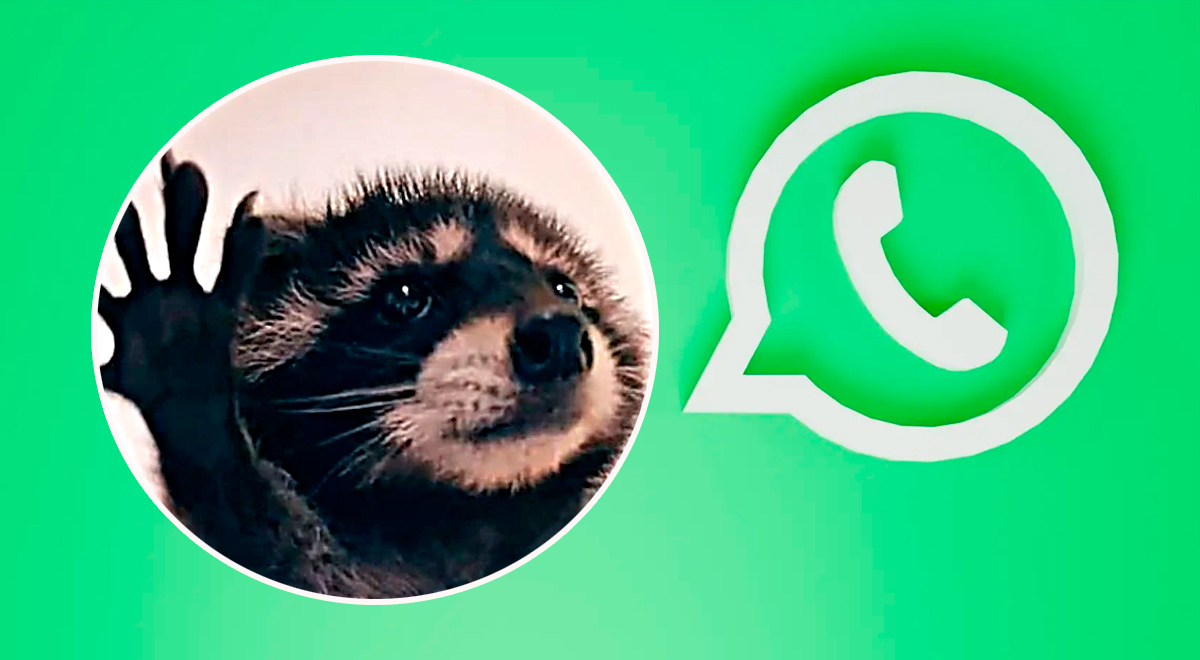 Whatsapp Cómo Descargar El Sticker Del Mapache Pedro Y El Audio De