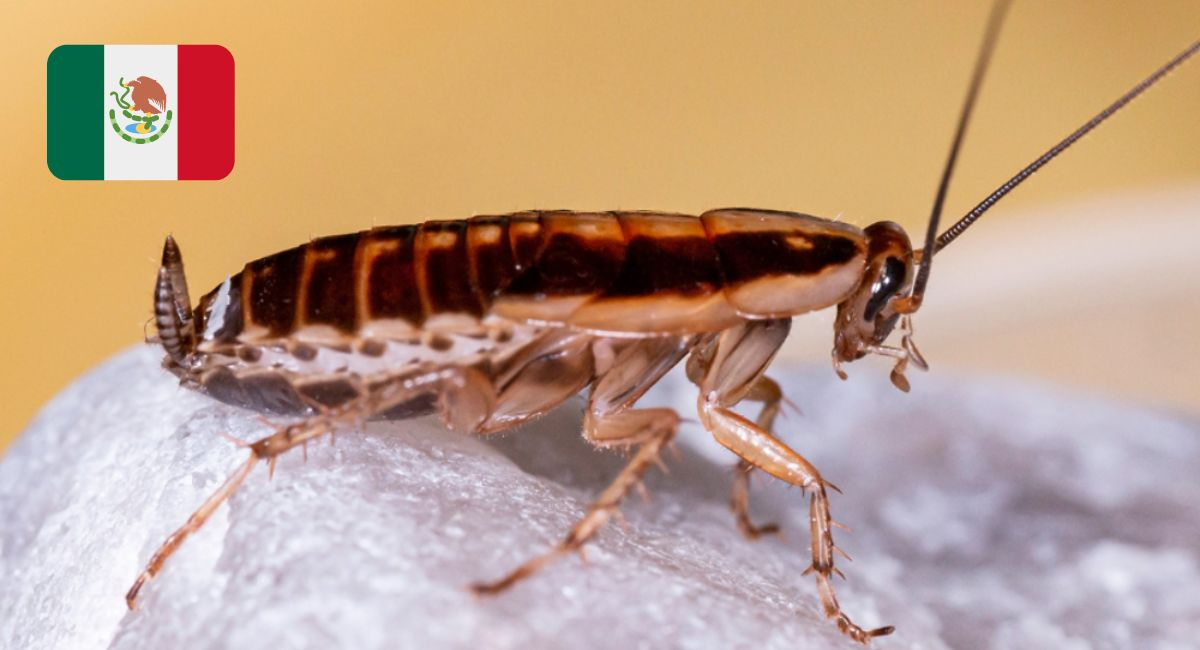 México: Alertan por "supercucaracha" que resiste a los pesticidas ...