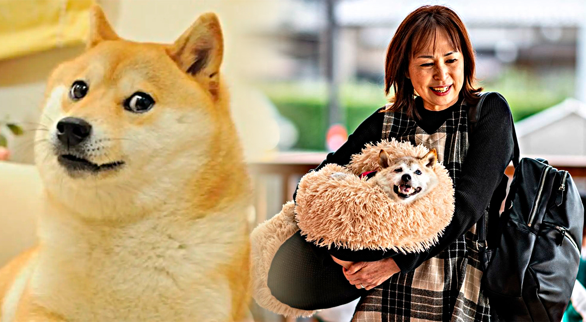 Kabosu, la Shiba Inu más famosa del mundo que inspiró el meme Doge ...