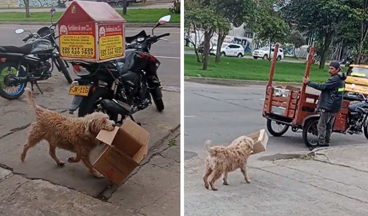 TikTok viral: Perrito es tendencia al ayudar a su dueño a juntar ...