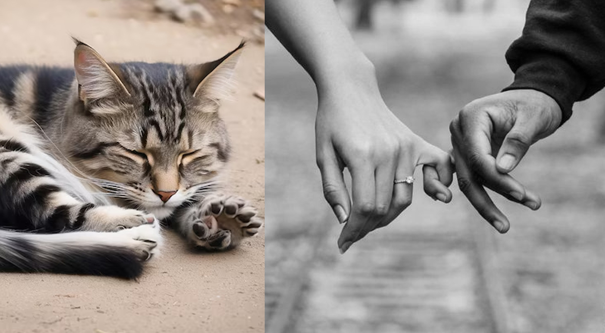 Facebook viral: novia cancela su boda tras enterarse de terrible verdad sobre su gato, novio ...