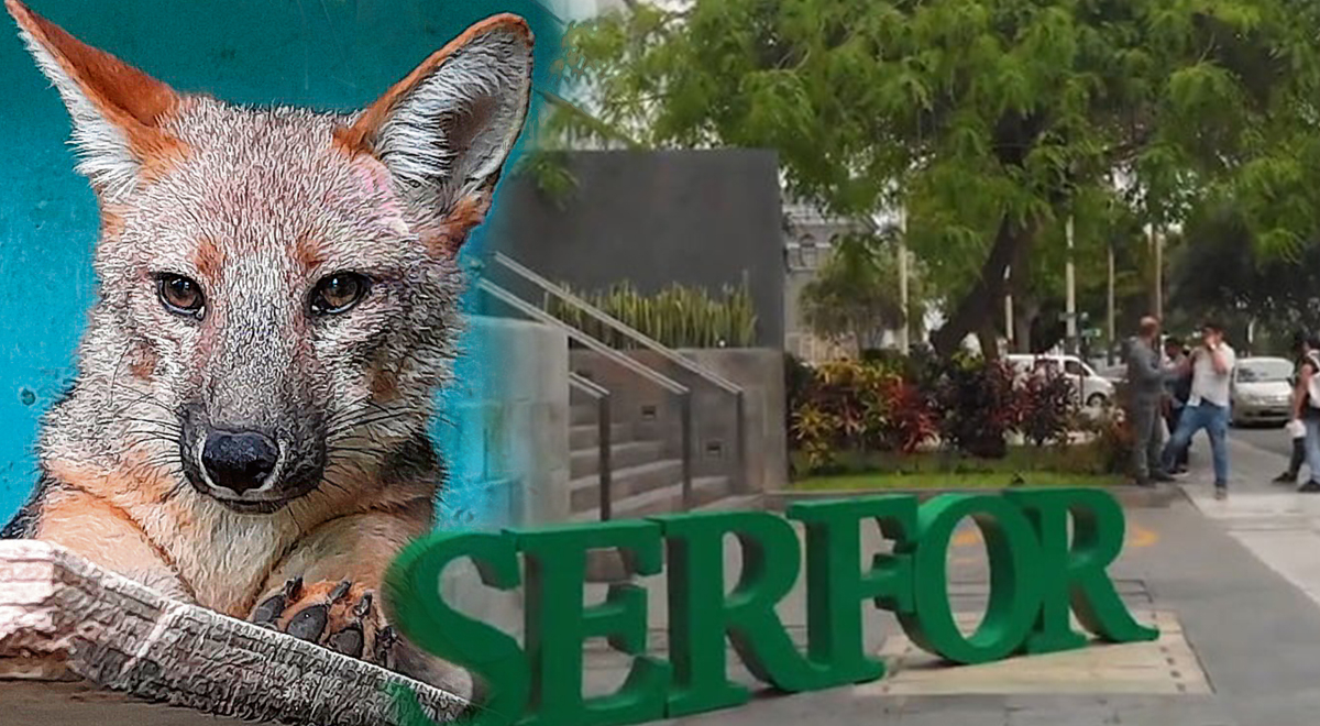 Zorro Run Run: PJ declara fundada la demanda contra Serfor por tener ...