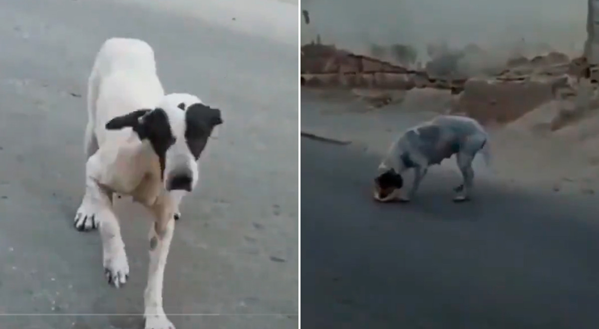 Perrito se 'hace el cojo' para recibir comida y su recuperación ...