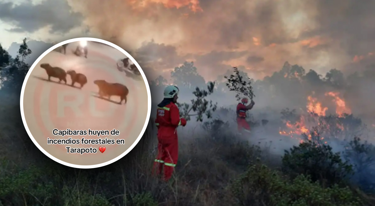 Incendio Forestal en Amazonas: tristes imágenes muestran cómo ...