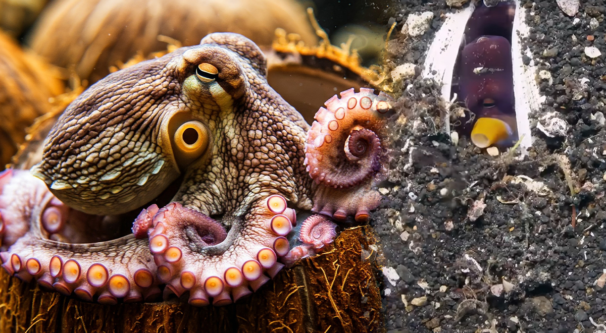 ¡Pulpo francotirador! Captan momento inédito de su habilidad para ...