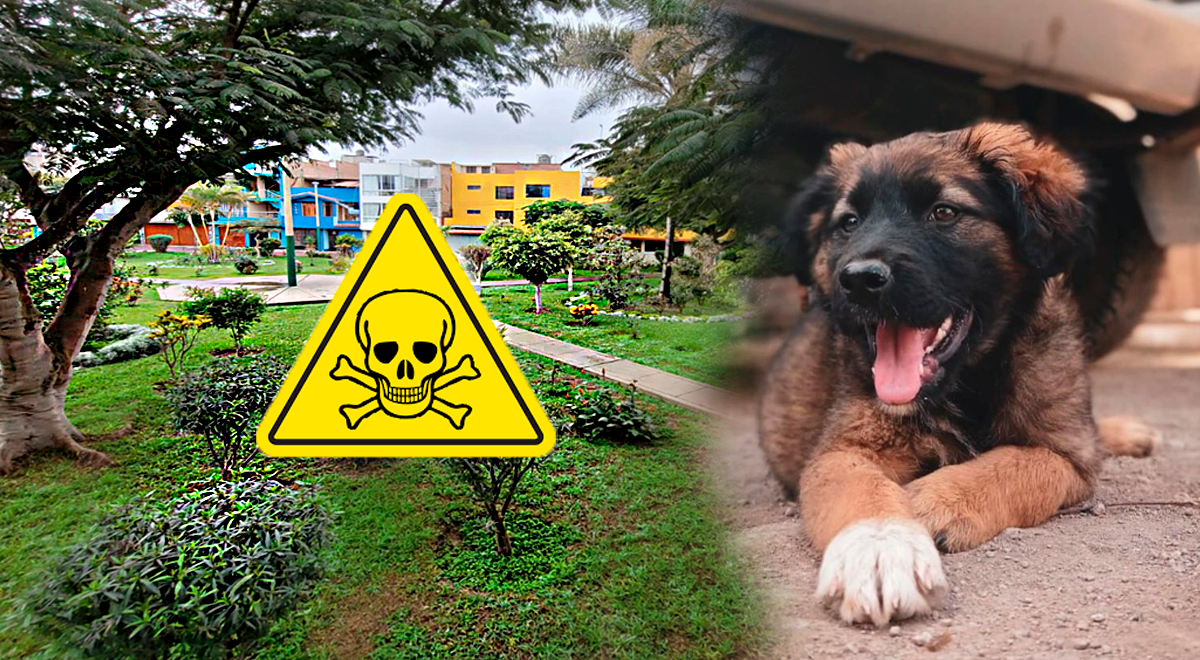 Vecinos de SURCO denuncian envenenamiento MASIVO de perros en parque: “Solo olfatearon el pasto ...