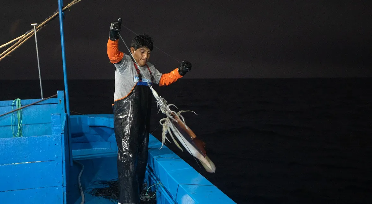 Perú lanza la Operación Calamar Gigante III por pesca excesiva de pota ...