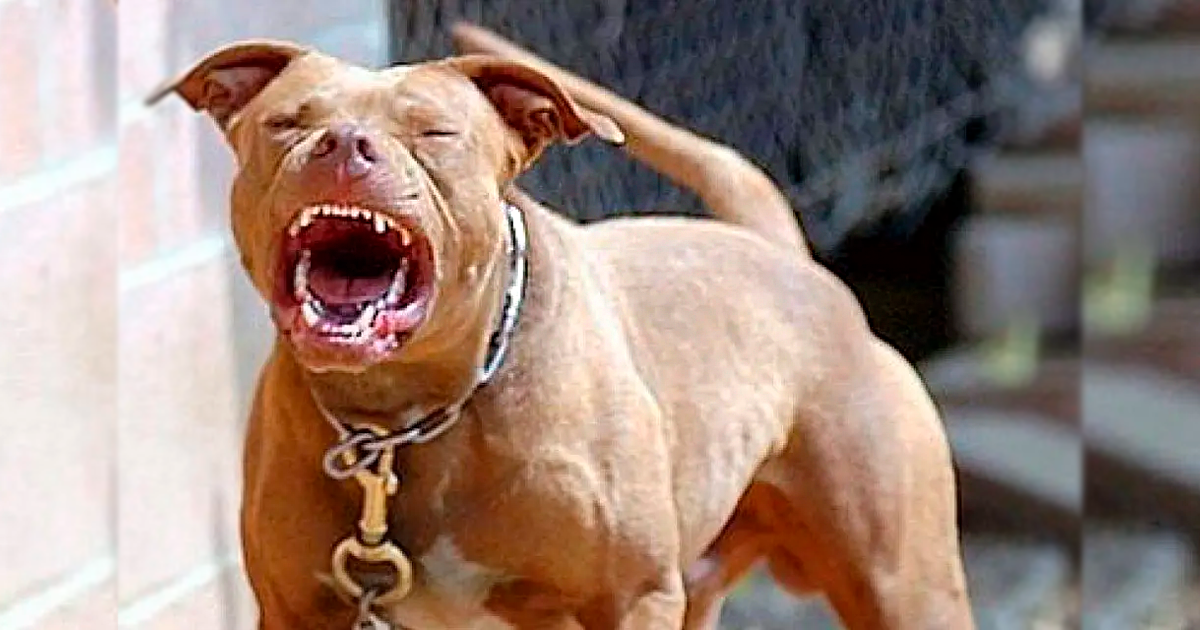 Terror en Los Olivos: peligroso PITBULL aterroriza vecinos con feroces ...