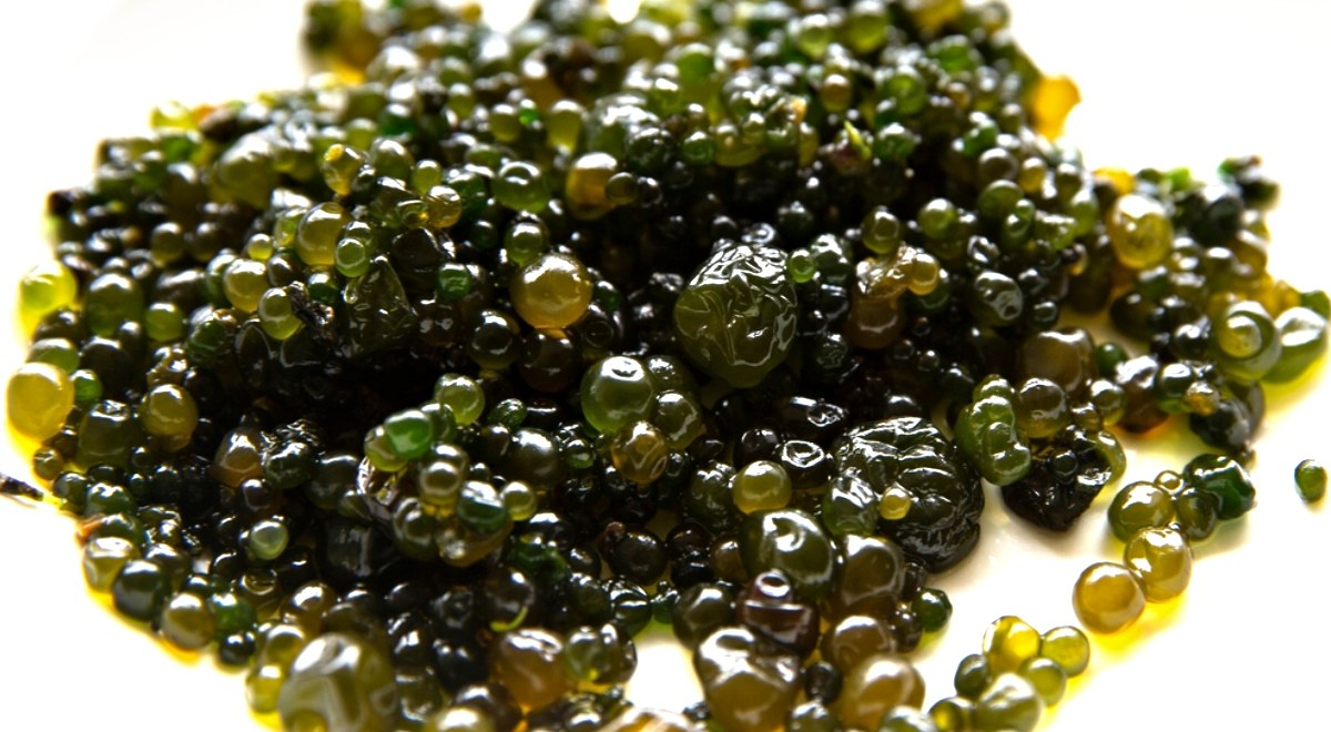 Qué es el cushuro y cuáles son las propiedades de esta alga andina que ...