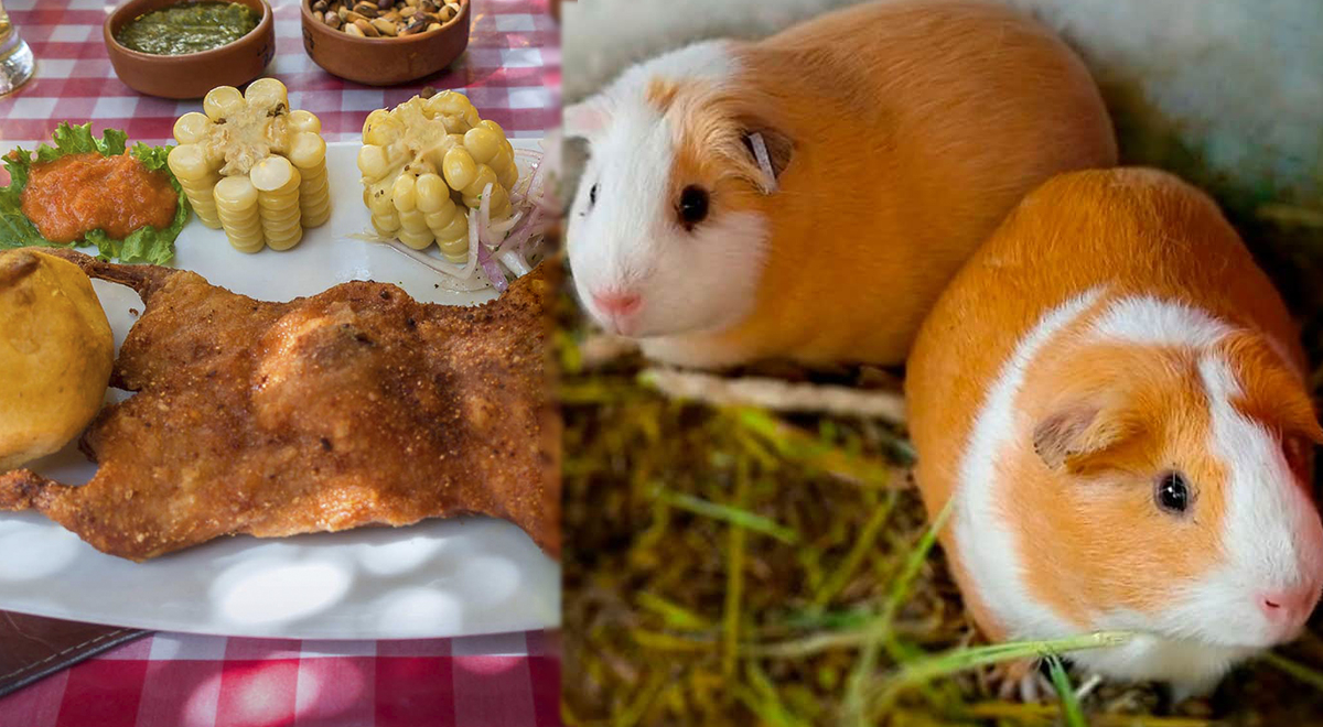 El cuy peruano: el superalimento ancestral que conquista la gastronomía ...